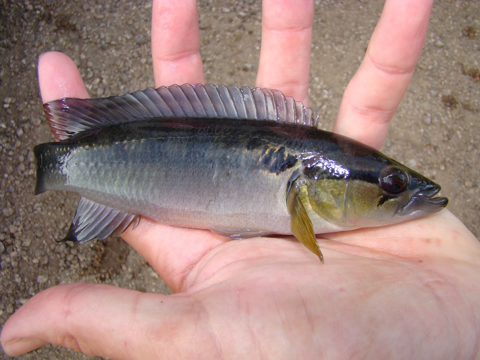 Edward D. Burress: Crenicichla saxatilis species-group of Uruguay