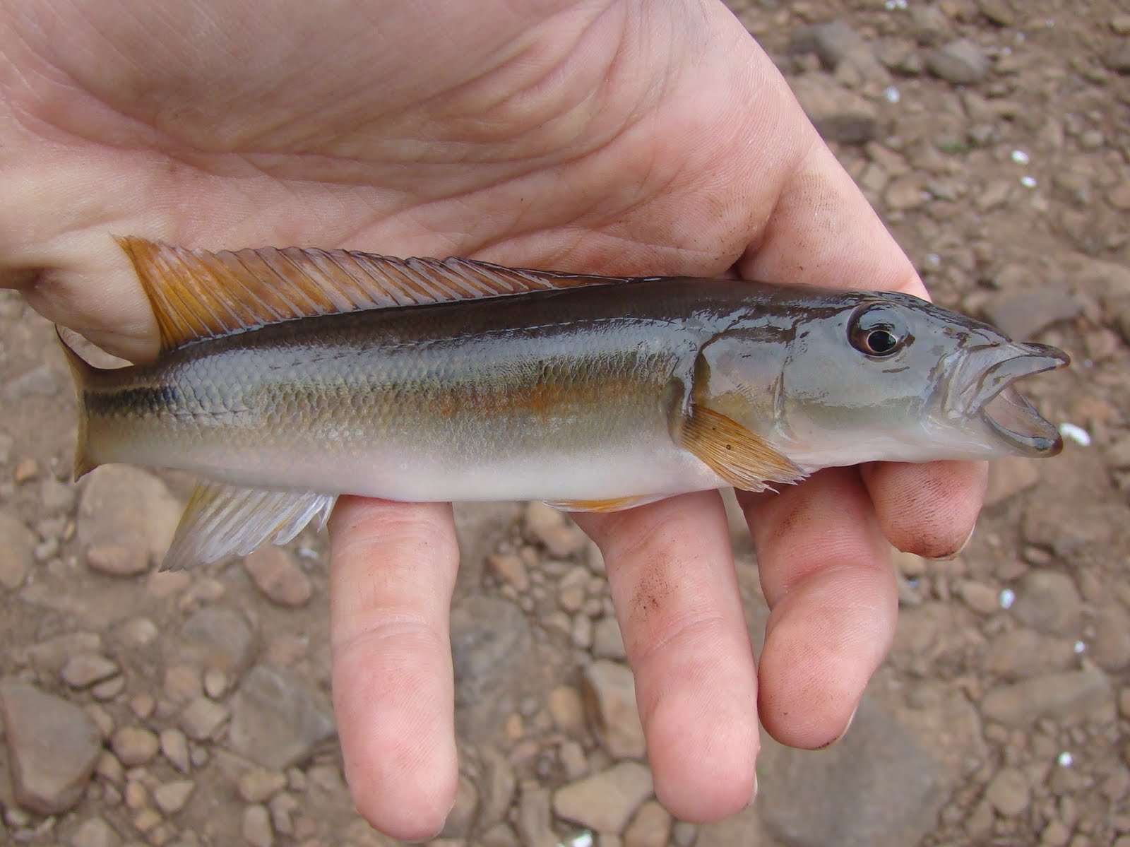 Edward D. Burress: The Crenicichla of Uruguay