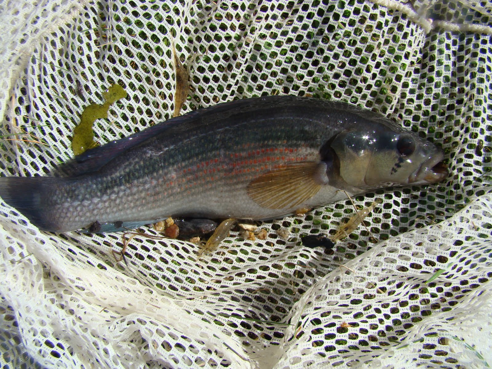 Edward D. Burress: The Crenicichla of Uruguay