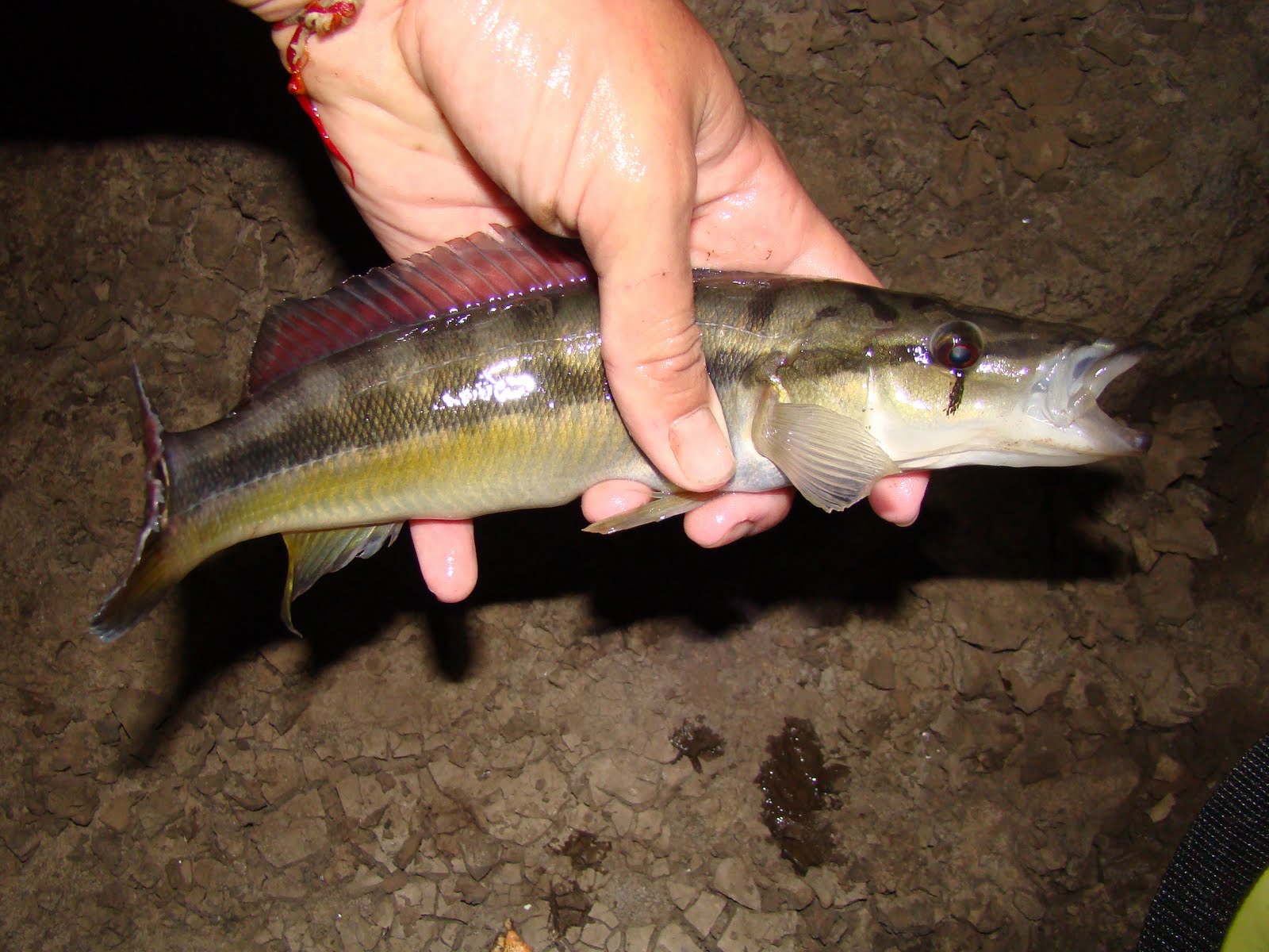 Edward D. Burress: The Crenicichla of Uruguay