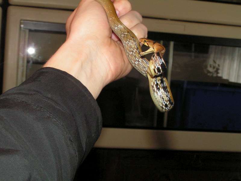 snakeprojects: Elaphe helena and radiata