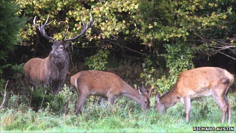 UK's 'biggest stag' Exmoor Emperor is shot dead, but will he live on ...