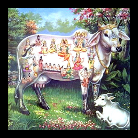 ANCIENT_INDIA: All Most Every God Dwell In Cow (How to Pray )