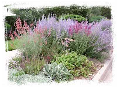 Bev's Colorado Garden: Astonishing Agastache 'Ava'