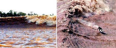 LAMBARITÁLIA: A grande onda da Amazônia.