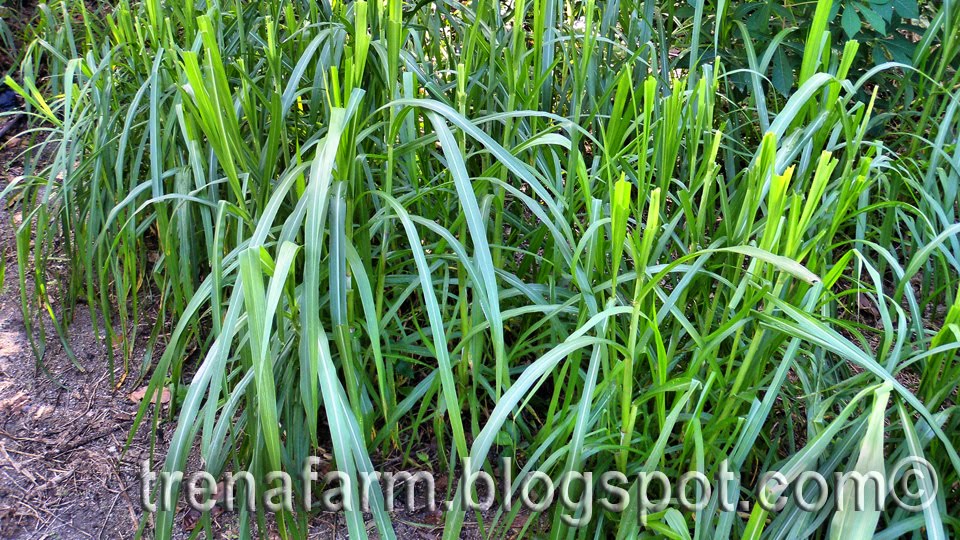 Silaj Ternakan: Silaj Napier