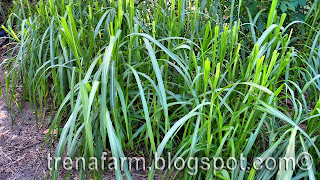 Silaj Ternakan: Silaj Napier