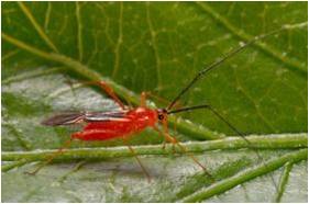 Mango Philippines: Identification and Management of Mango Pests