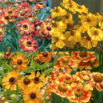 Flori rare din lume: cele mia rare flori din lume