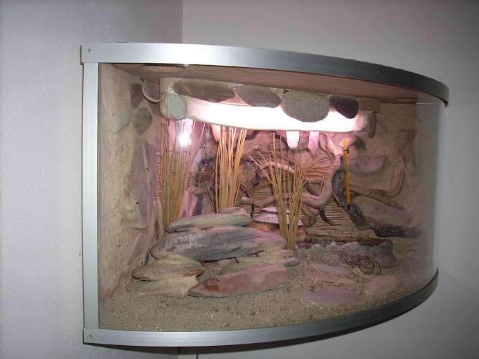 terrari per rettili e insetti: terrari toscana su misura