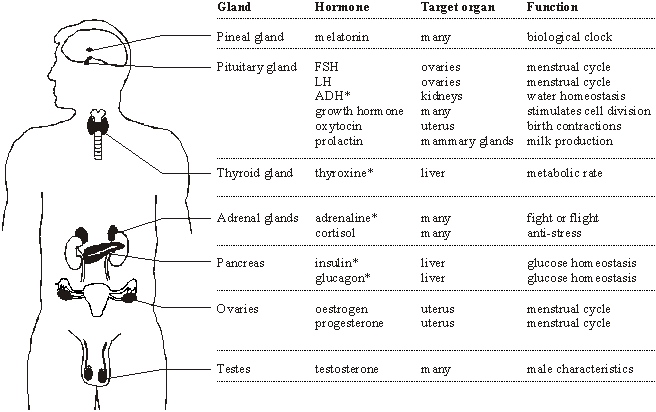 Anatomy and Physiology e-Portfolio: December 2010