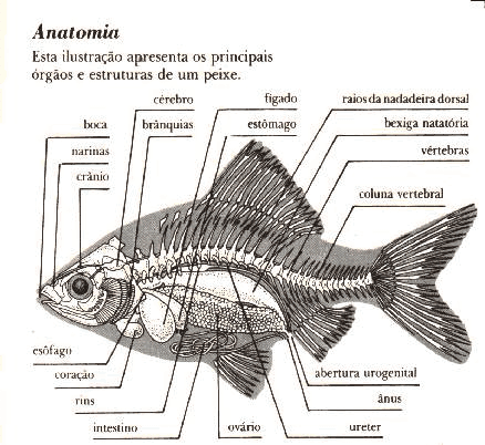 ciencias 7° ano: Peixes