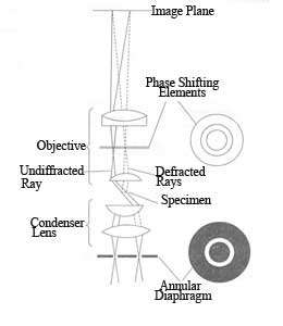 My Scientific Blog - Research and Articles: LIGHT MICROSCOPY