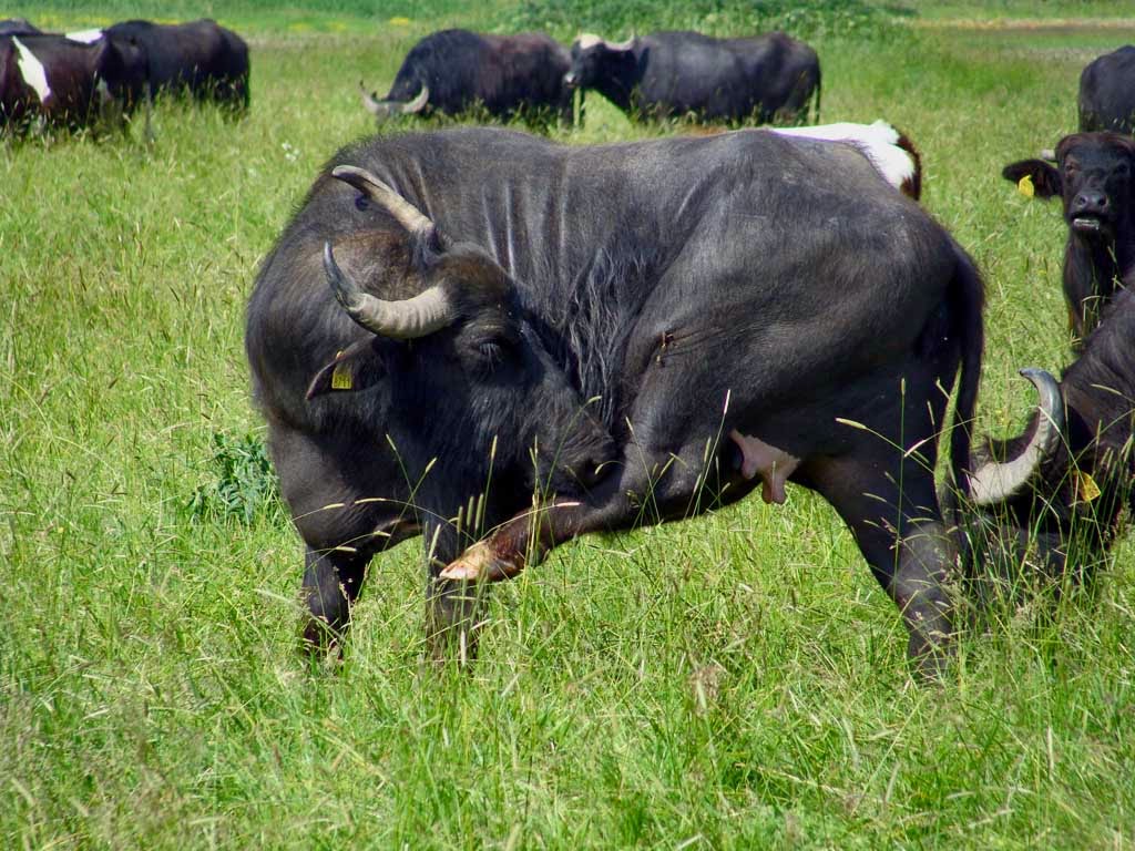 PHOTO ODYSSEY OF RICHARD: WATER BUFFALO BIVOLI BIVALYOK