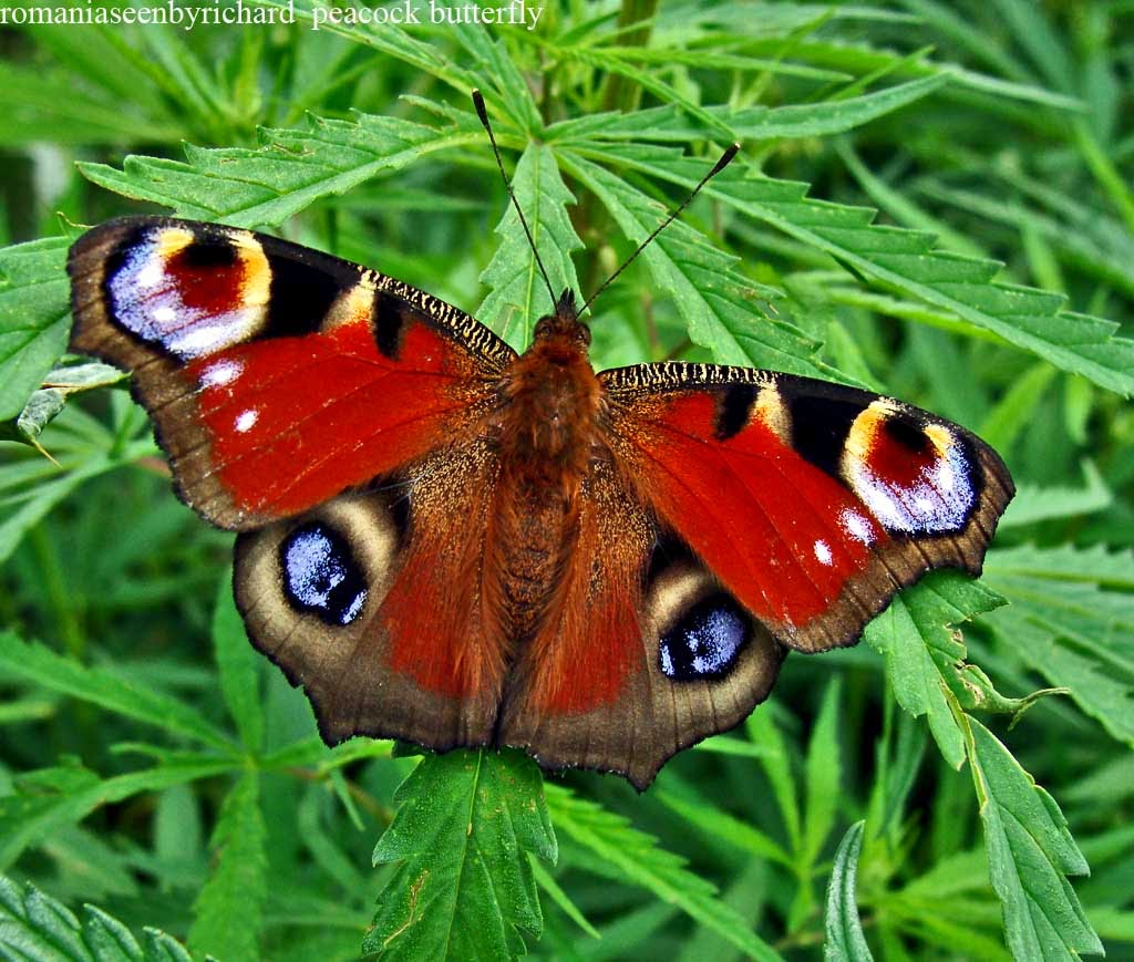 PHOTO ODYSSEY OF RICHARD: BUTTERFLIES PILLANGOK FARFALE FLUTURI PAPILLONS