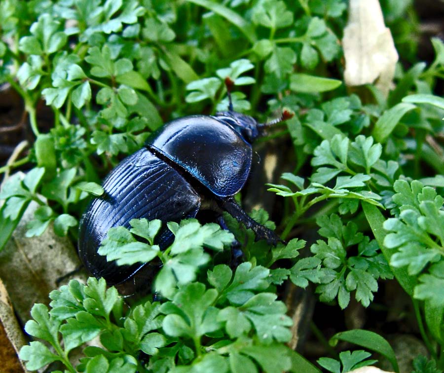 PHOTO ODYSSEY OF RICHARD: EARTH BORING DUNG BEETLE GEOTRUPIDAE