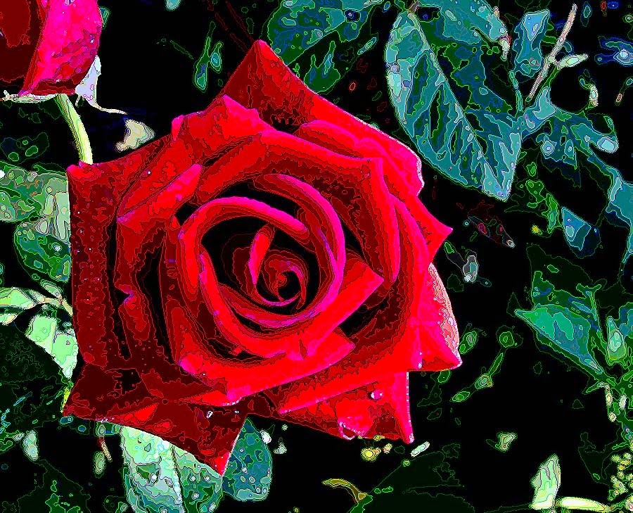 PHOTO ODYSSEY OF RICHARD: A ROSE FOR MY FOLLOWERS