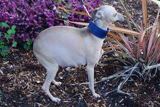 Marsic Italian Greyhounds: Mother's Day... and still pregnant!