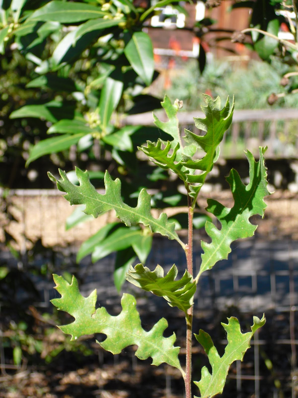 California Botany Blog: Evergreen Valley Oak (Quercus lobata)