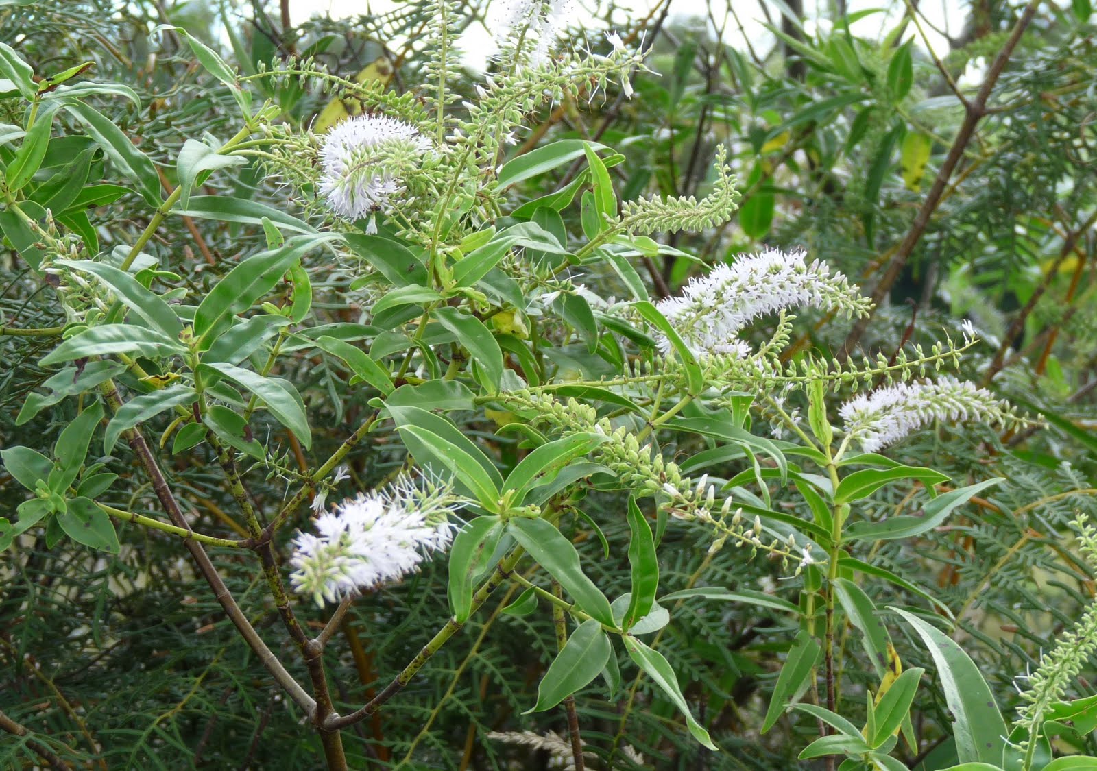 Native plant identification - Page 3