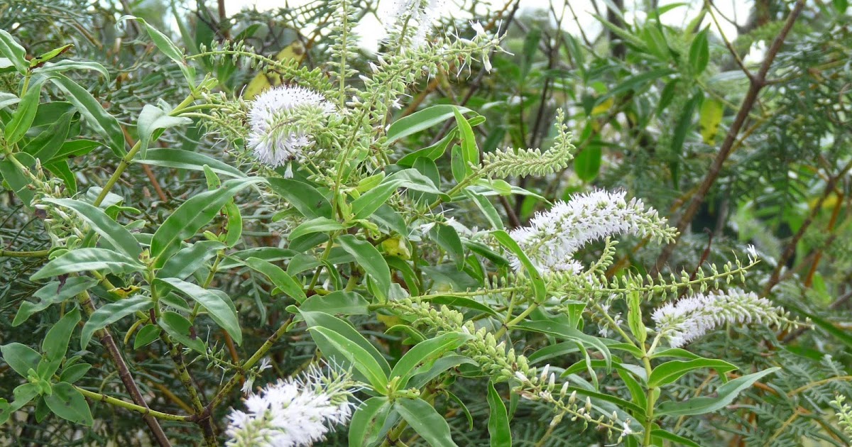 Gorgeous with Attitude: Koromiko - Maori Medicinal Uses