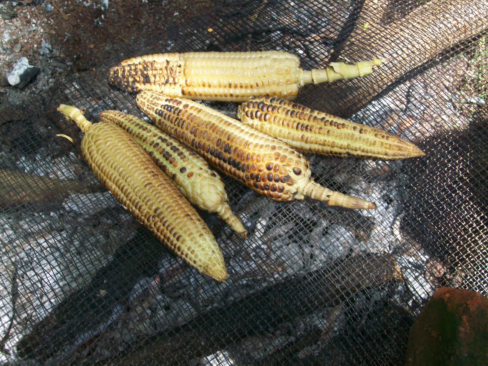 Homemade roasted maize