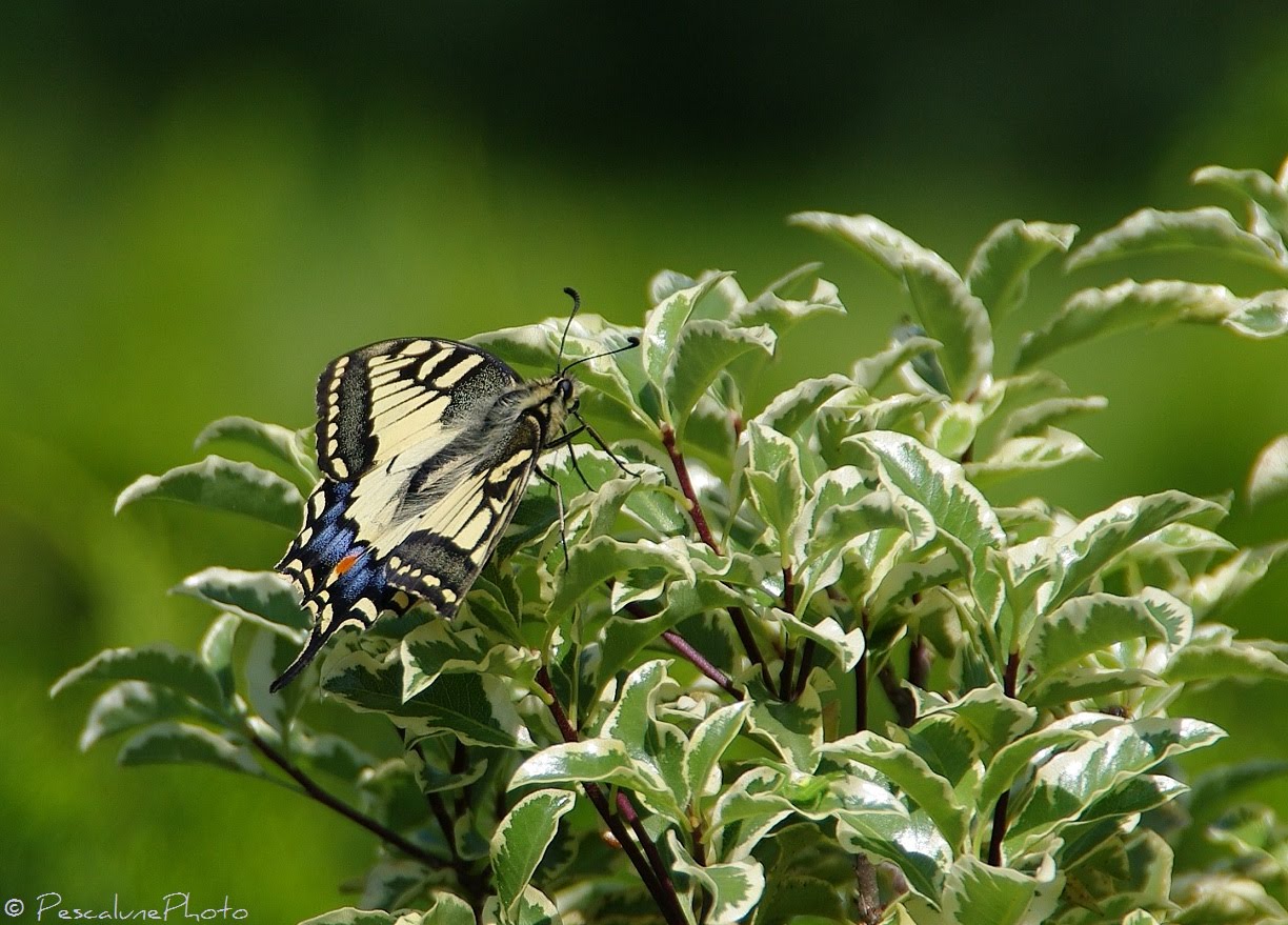 Pescalune Photo: May 2010