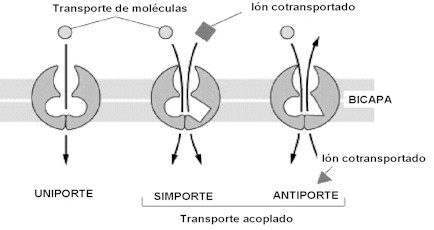 Temas Selectos de Biofísica: 6. TRANSPORTE ATRAVÉZ DE LA MEMBRANA