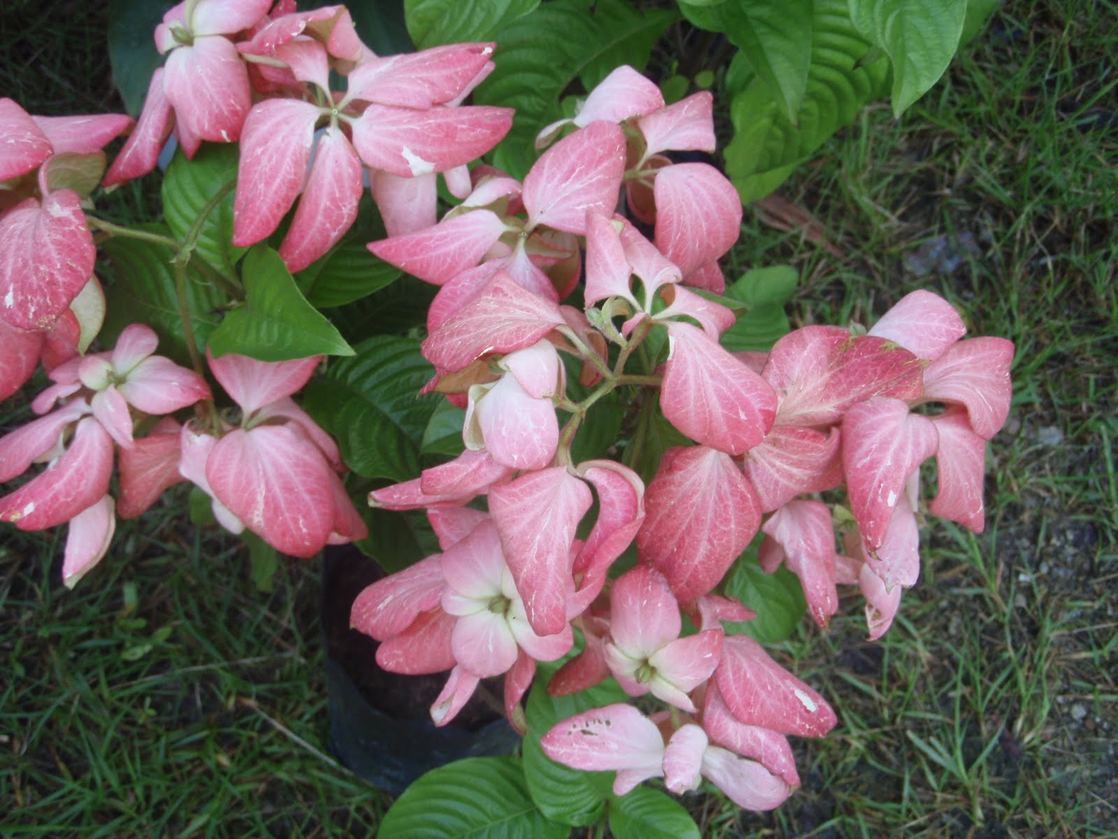 LI NA HERBS: JANDA KAYA (MUSSAENDA)