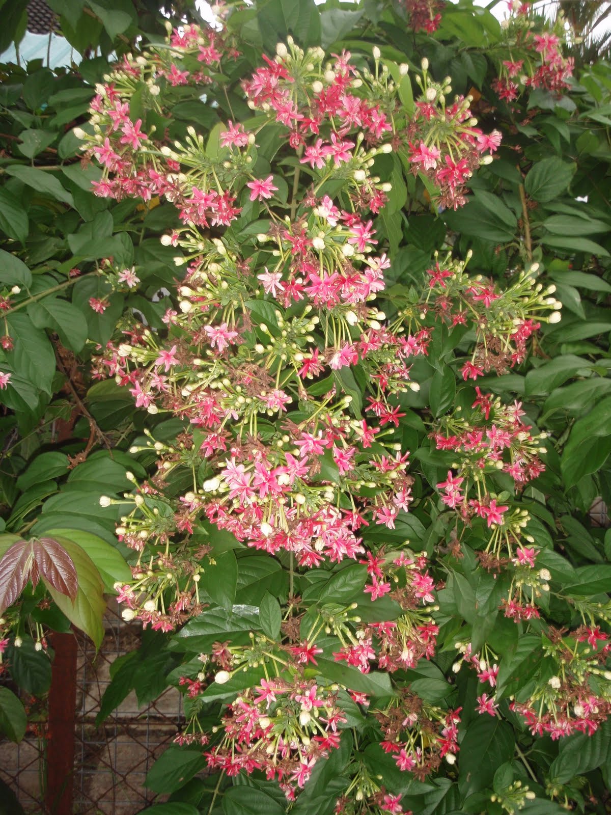 LI NA HERBS: RANGOON CREEPER