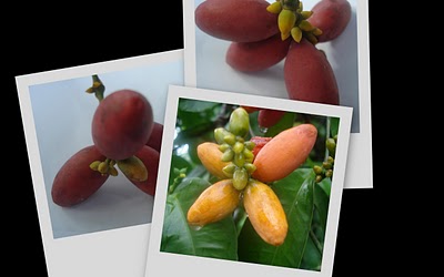 LI NA HERBS: POKOK MALINJA