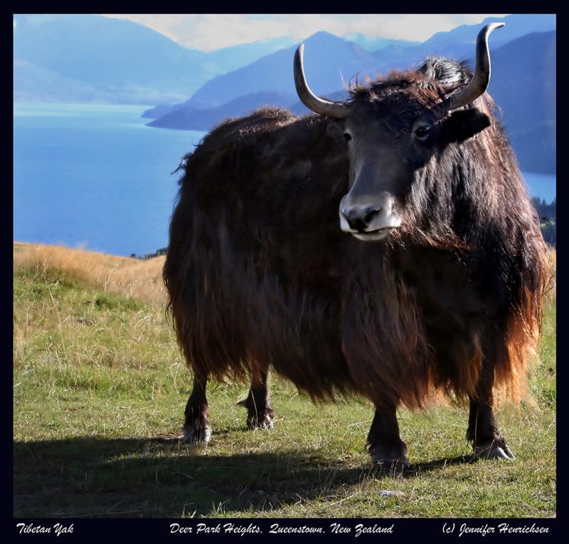 CRYPTOZOOLOGY ONLINE: Still on the Track: DALE DRINNON: Clarifications ...