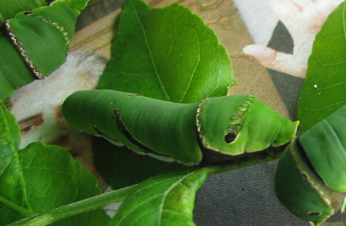 mythriish......: Living the life cycle of butterfly in a day