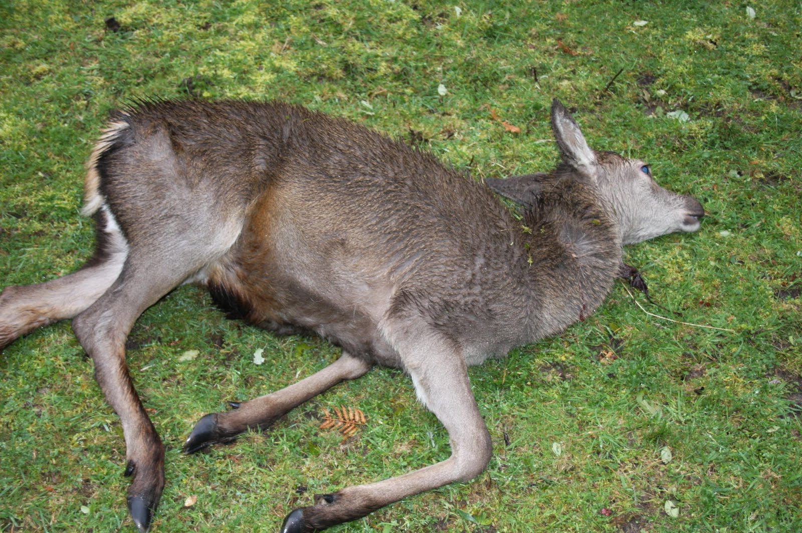 Poisoning Paradise: Death by 1080 Vs Humane Death - Compare the photos