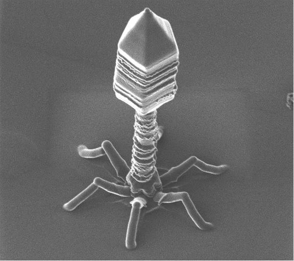 Amazing Electron Microscope Images ~ Now That's Nifty