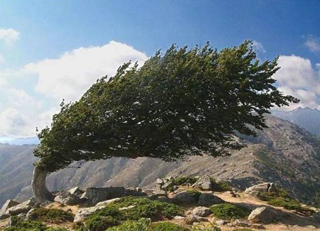 18 Beautiful and Strange Trees ~ Now That's Nifty