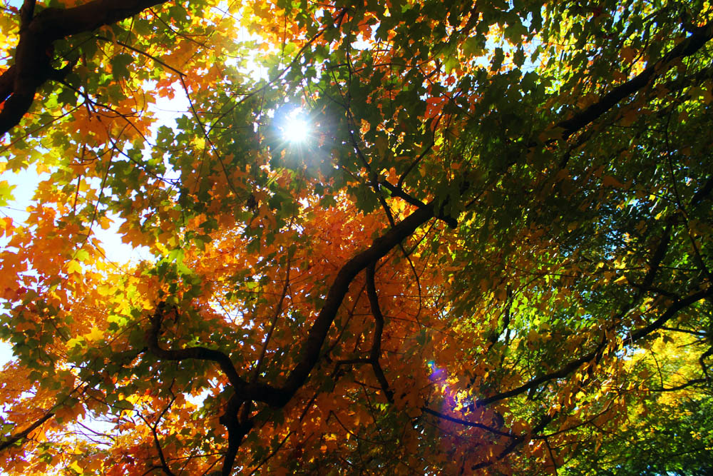 sassafras: october :: nature photography