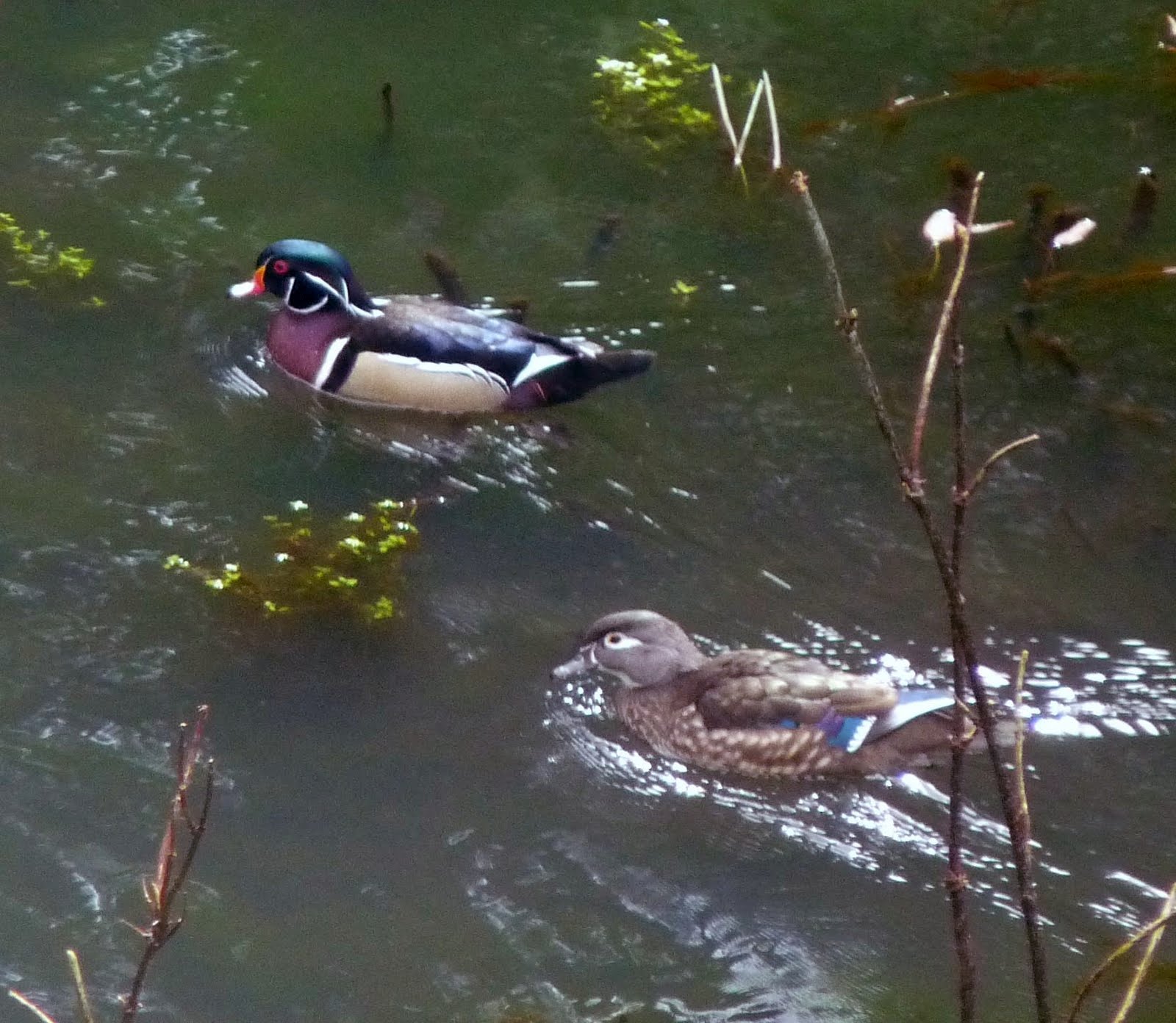 The Greenbelt: Birds in Oregon