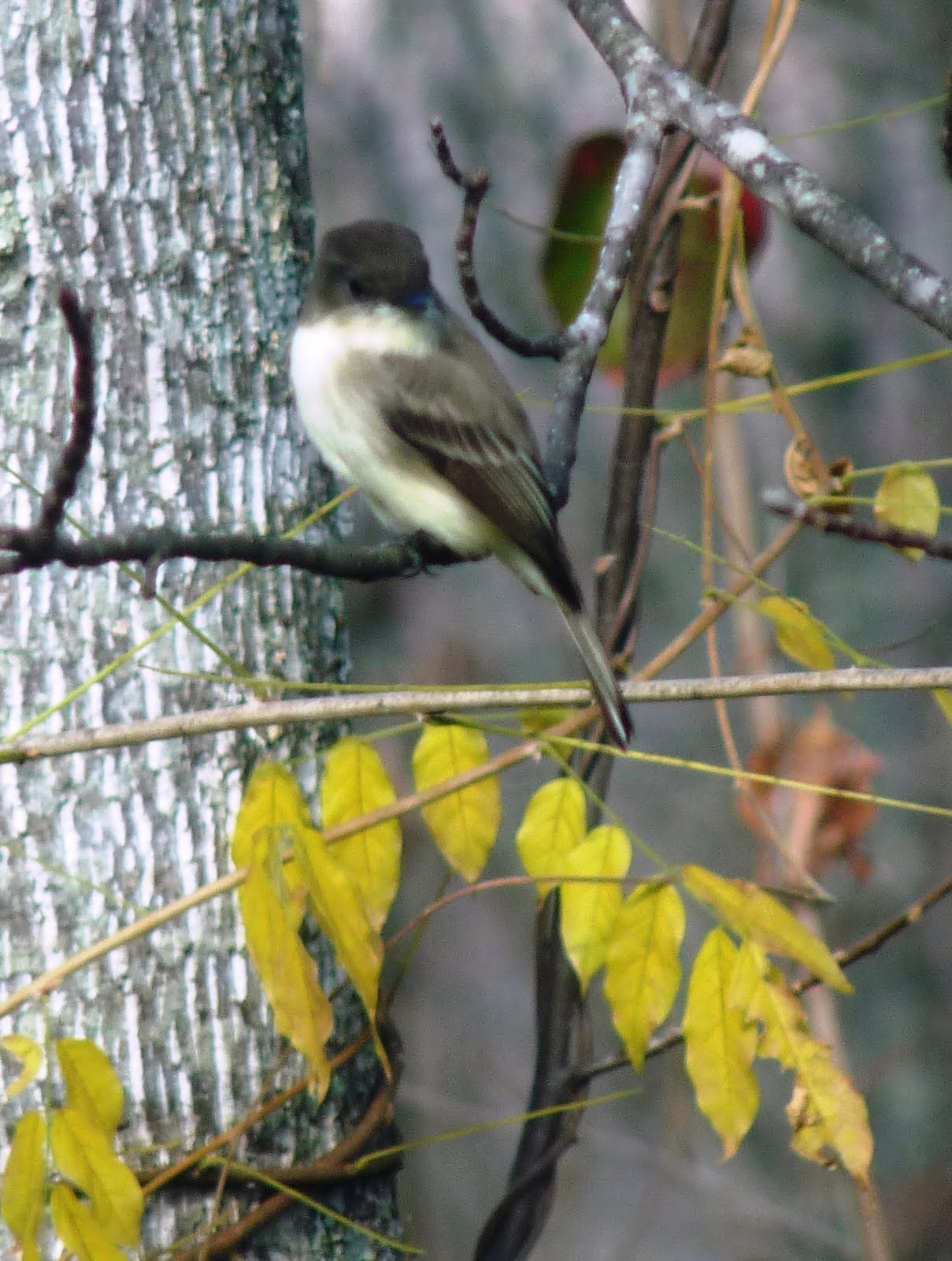 The Greenbelt: East Tennessee November Birds