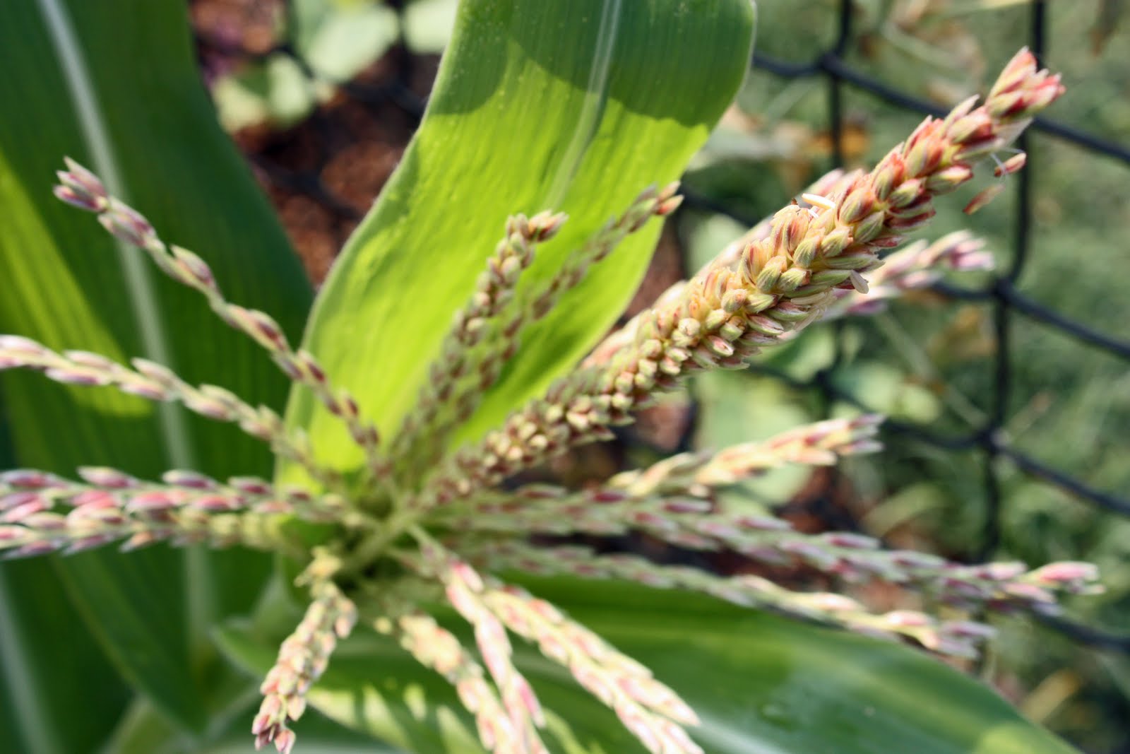 APCS Edible Schoolyard: Hopi Pink Corn
