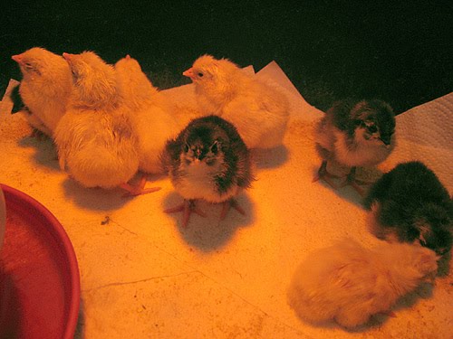 Douglas 4-H ChickQuest