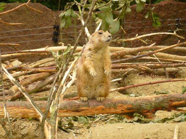 Olivia Orson salissa: Eläintarha Artis