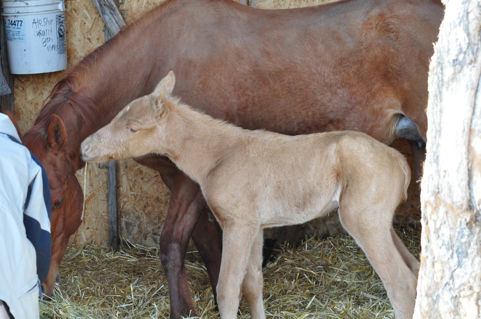 Life with the Udyz: SprInG InTo SpRinG with new BaBY AnImaLs!