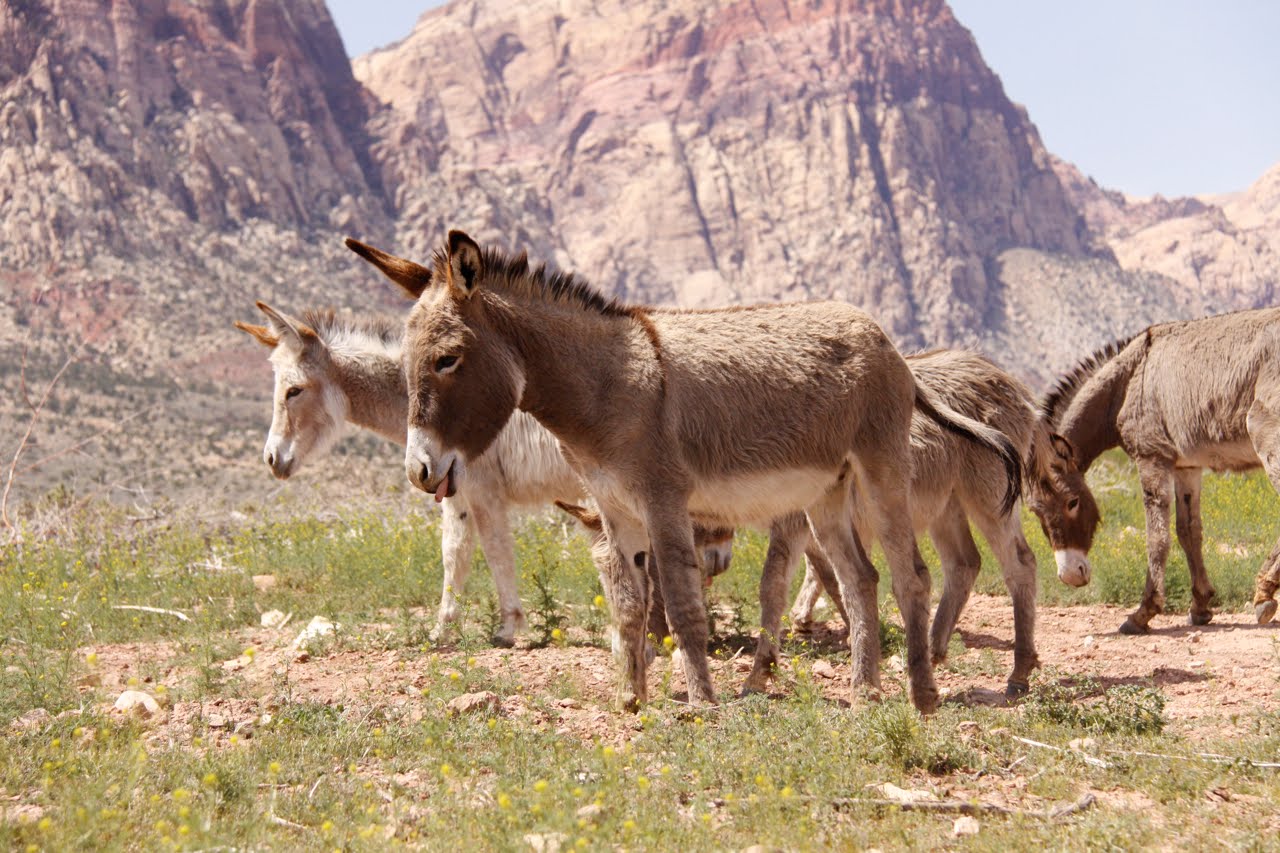 dit21: Wild Weekends with wild Burros