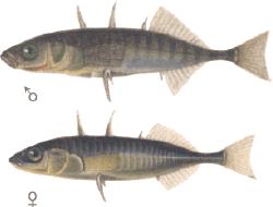 Spiggen: Varför detta namn?