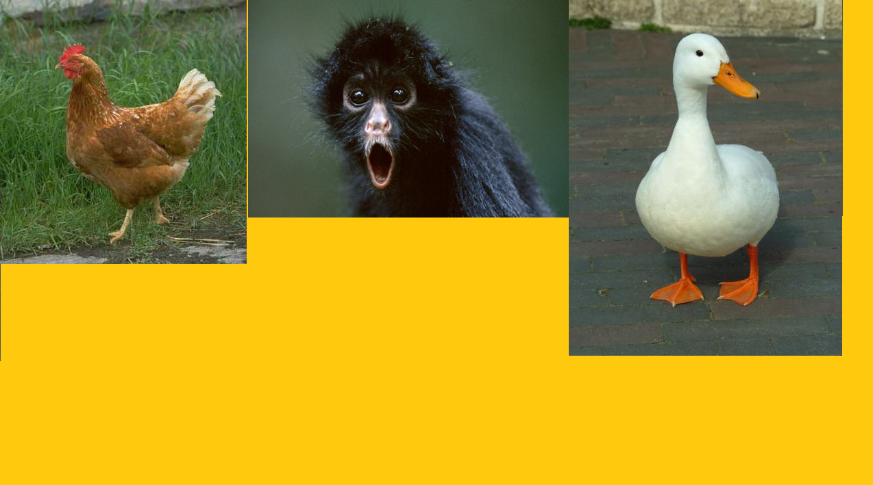 Click On This If You're Bored: Chicken Monkey Duck