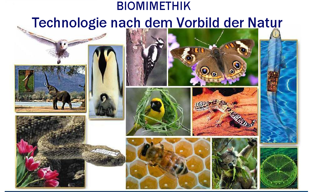 BIOMIMETHIK: Technologie nach dem Vorbild der Natu