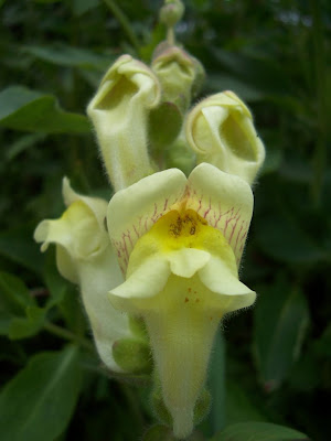Muflier ou Gueule de loup - Education environnement, nature, patrimoine