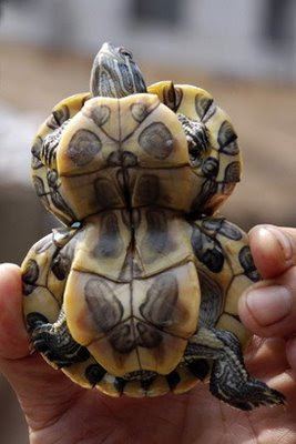 Beauty of Earth: Weirdest Deformed Animals of the World