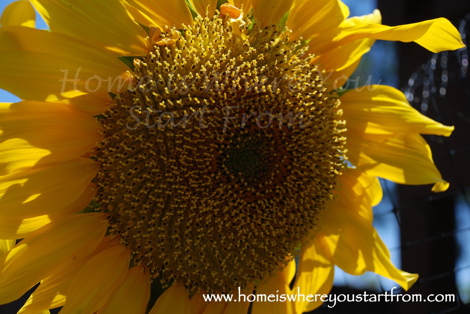 Wordless Wednesday, sunflower morning